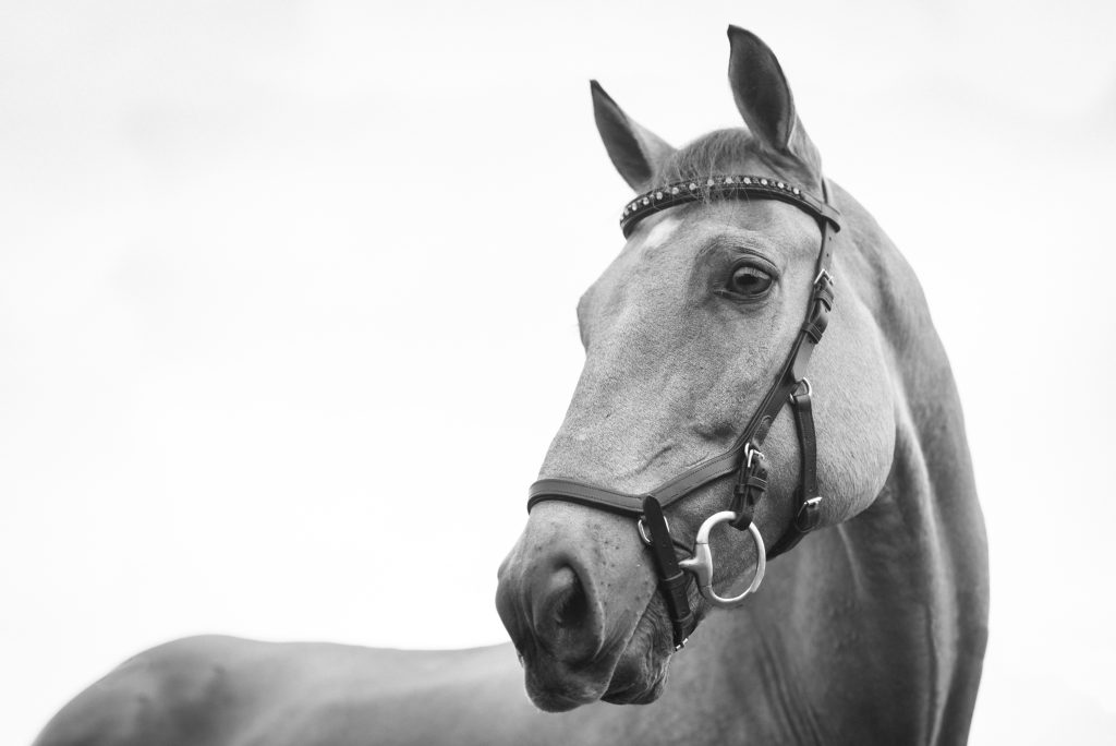 The Kentucky Derby 2023 A Preview Of The Exciting Horse Racing Event the-kentucky-derby-2023-a-preview-of-the-exciting-horse-racing-event