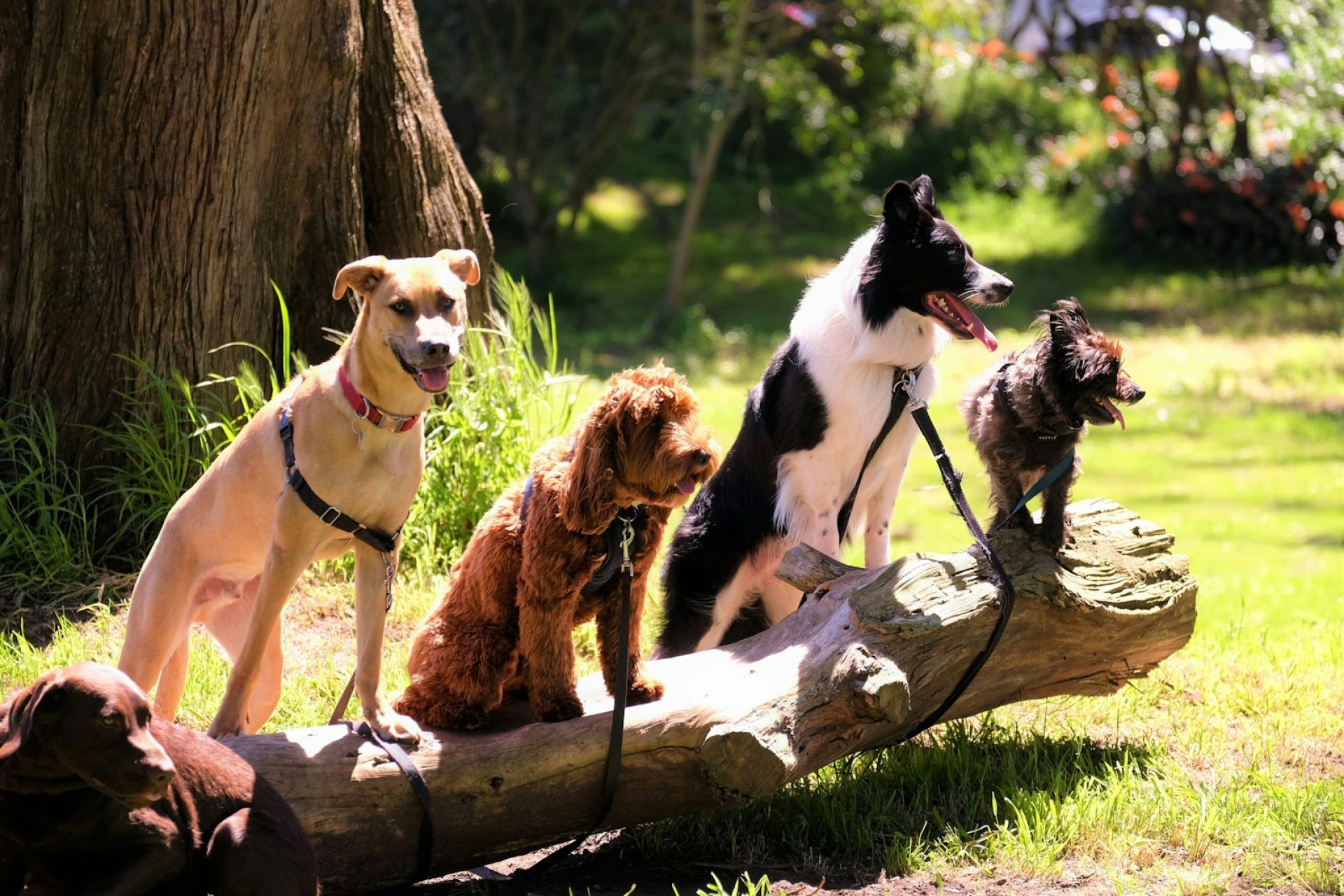 Artemizia Walker-Chinoy: Practical Adjustments For Dogs With Special ...